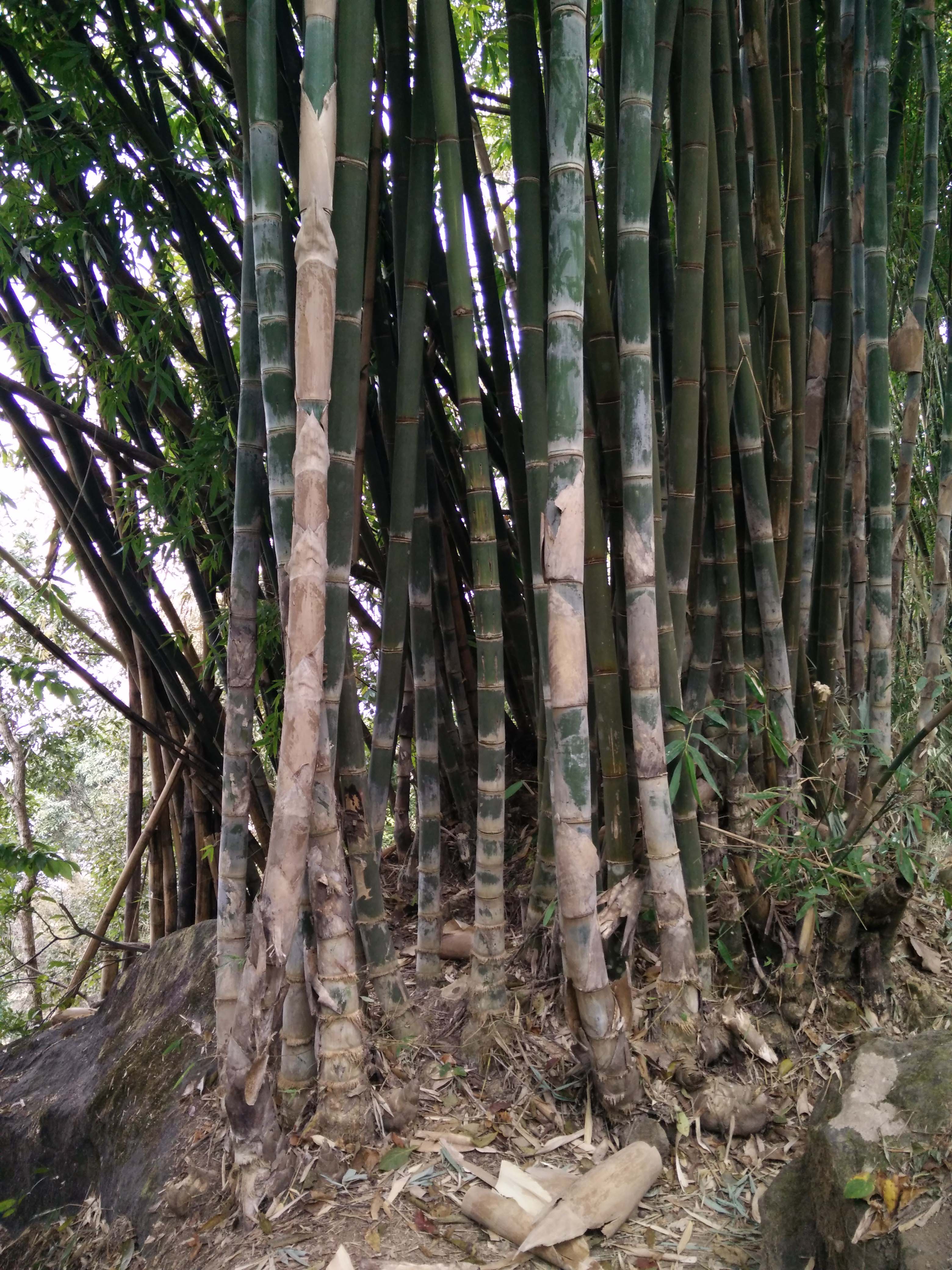 Earthquake Resistant Self-Help Traditional House at Nepal by ALLEYA AND ...