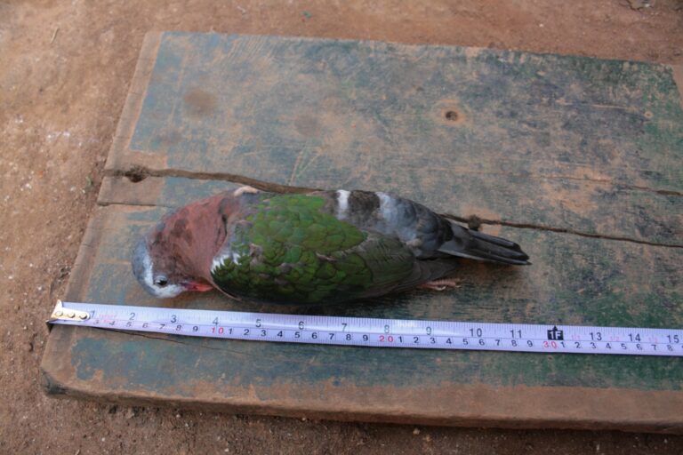 SECMOL School In Leh: A Role Model of Vernacular, Passive and ...